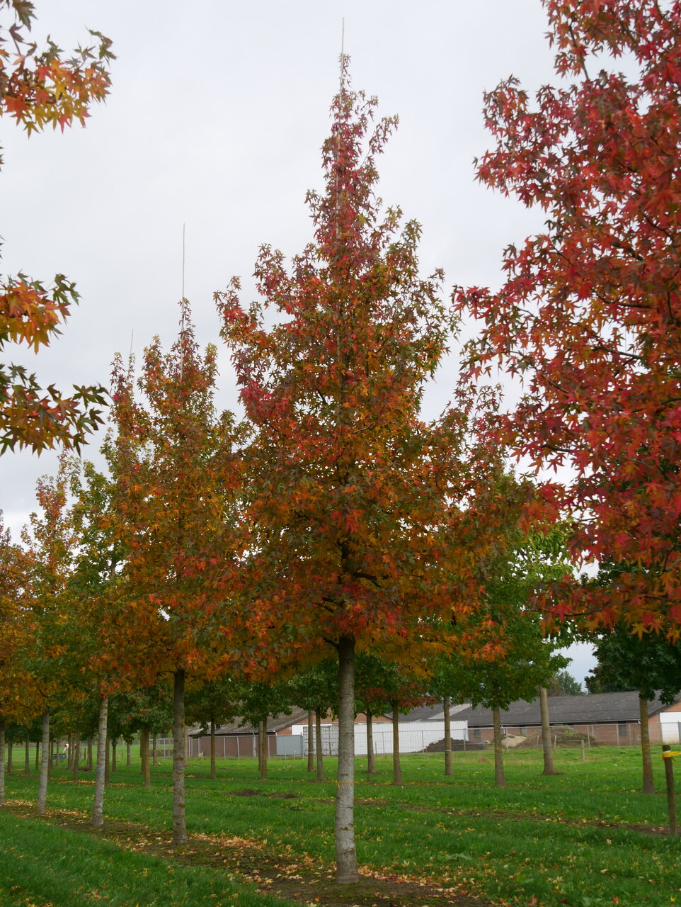 Liquidambar styraciflua 'Worplesdon' | Amberboom (cv) - Van den Berk Boomkwekerijen